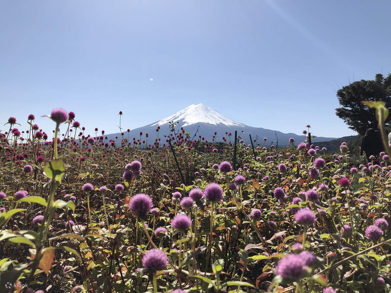 Mt. Fuji, Oishi Park, and Arakura Sengen Shrine One Day Bus Tour from ...
