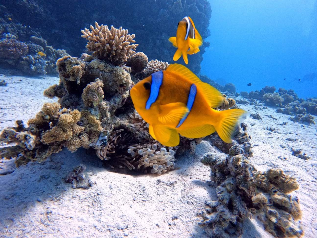 Learn Scuba Diving in Hurghada | PADI Open Water Diver Course - Klook ...