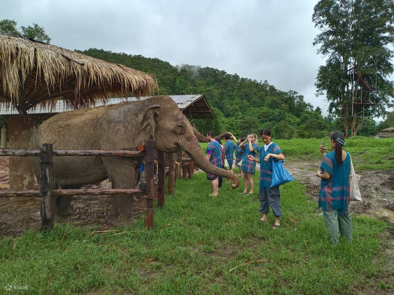 Elephant Jungle Journeys: Chiangmai's Best Budget Deals Await! - Klook ...
