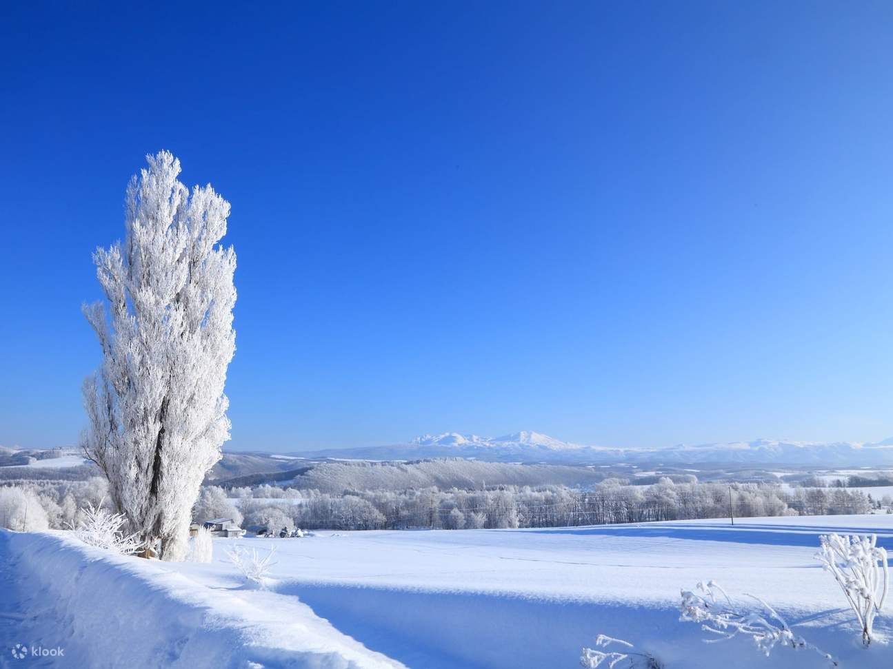 Asahiyama Zoo + Seasonal Tour + Forest Fairy Terrace Day Tour｜Depart ...