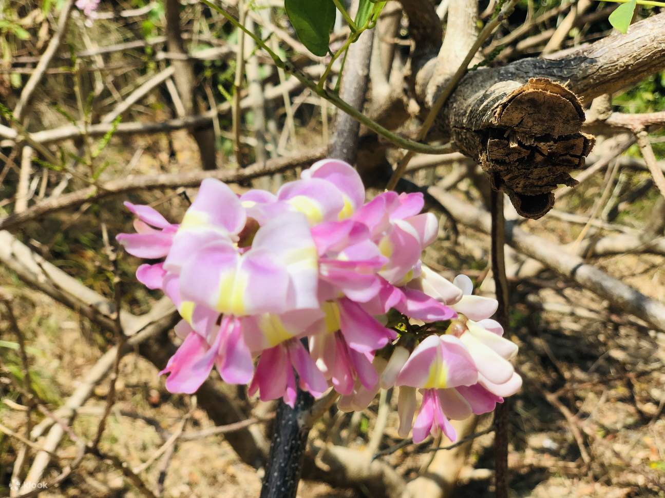 North of Con Dao Full Day Sightseeing and Historical Sites Tour - 클룩 ...