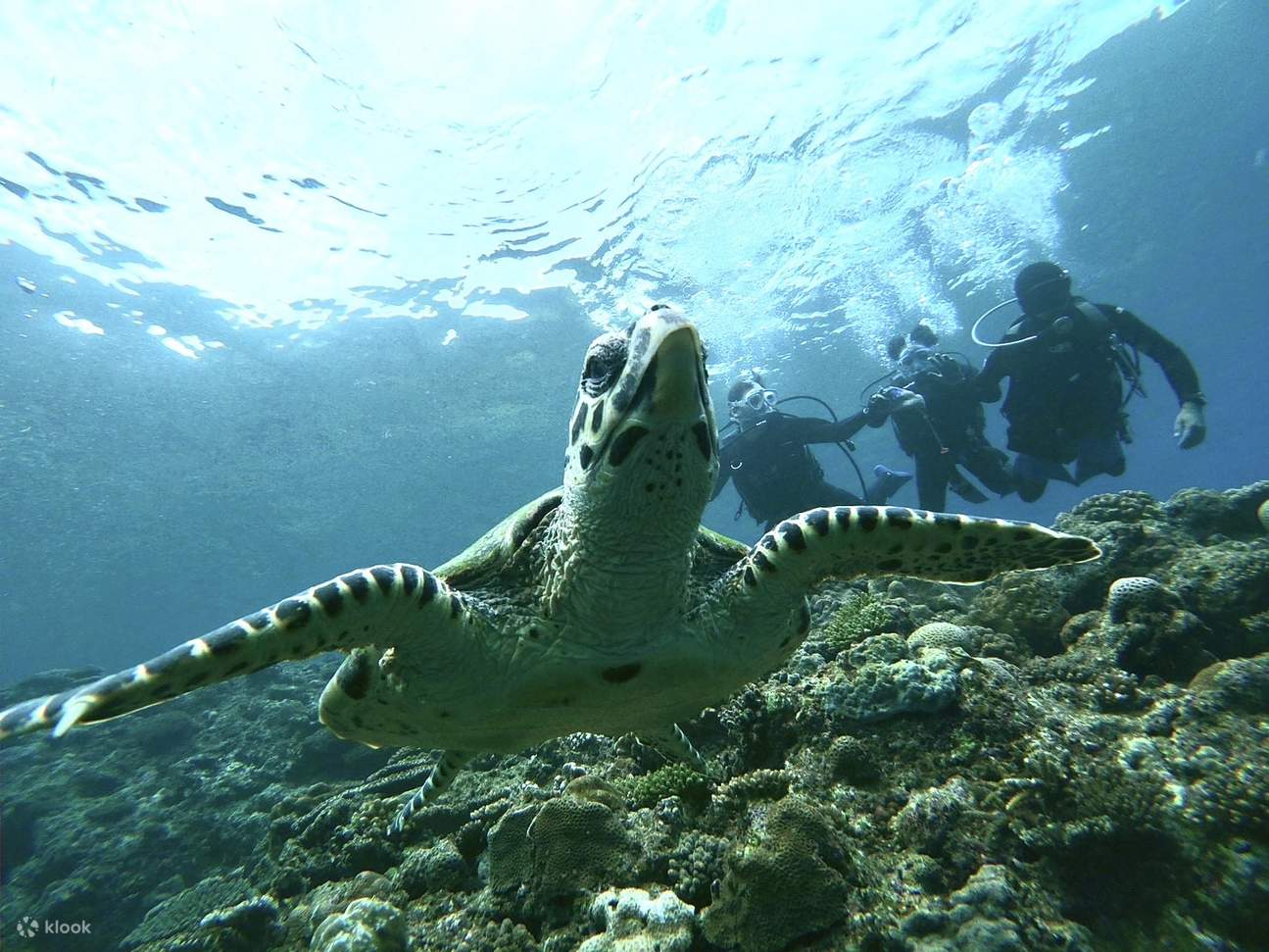 Okinawa: Blue Cave Introductory Dive (Boat Trip) - Klook