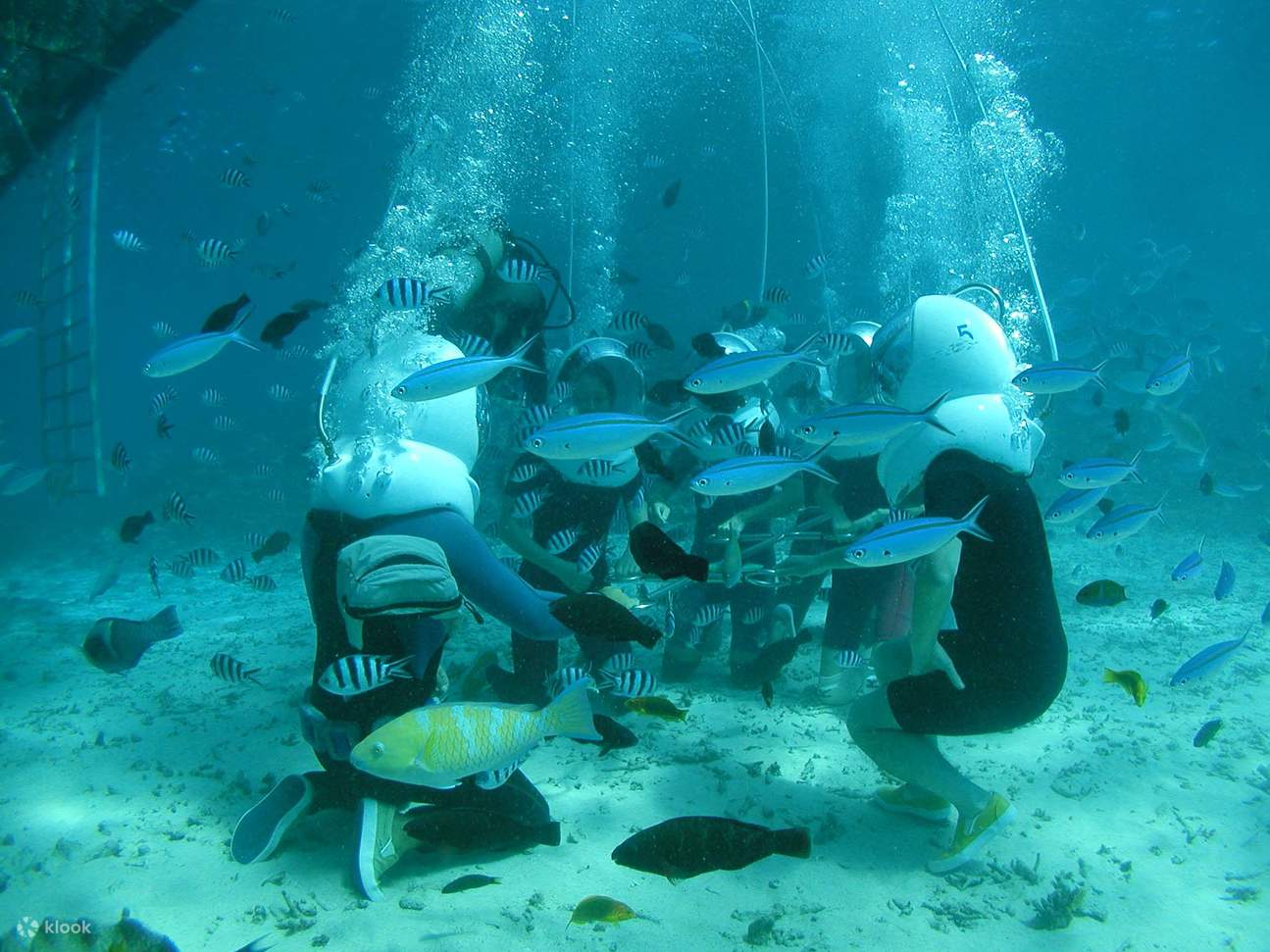Online reservations for seawalk, snorkeling and diving experiences - Klook