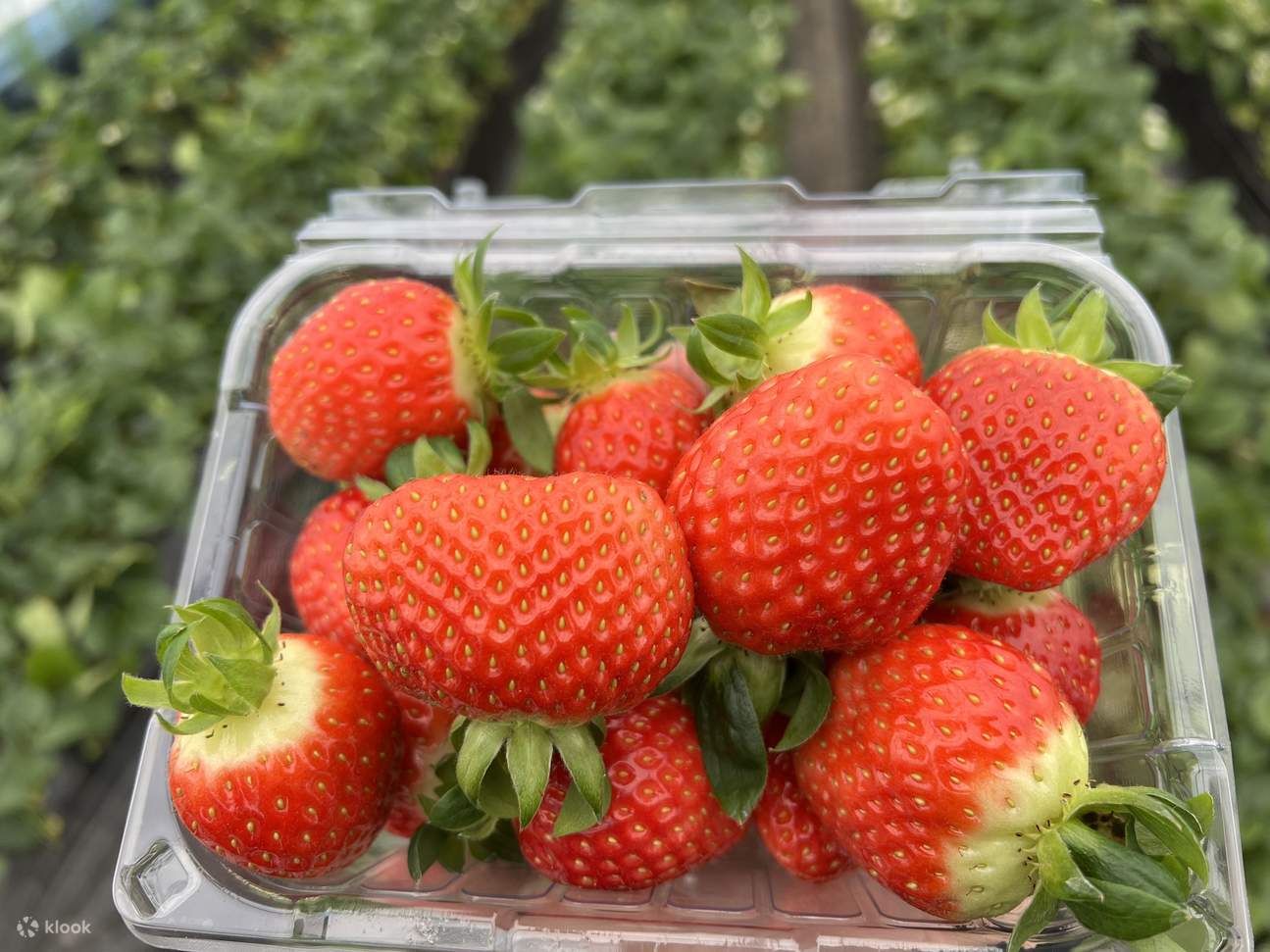 Snowy Land One-Day Tour | Snow Fun for Families & Friends - Klook Singapore