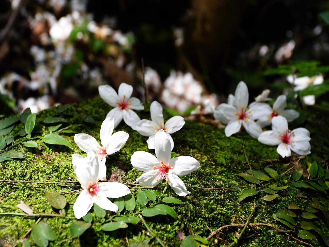 Private Hakka Tung Blossom Festival Day Tour from Taipei - Klook Hong Kong