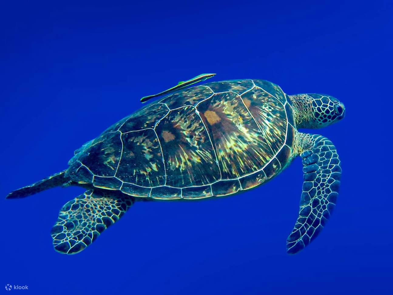 Tingkatkan Kemahiran Menyelam Anda: Menyelam Air Terbuka Termaju PADI di Negros Oriental dengan ...