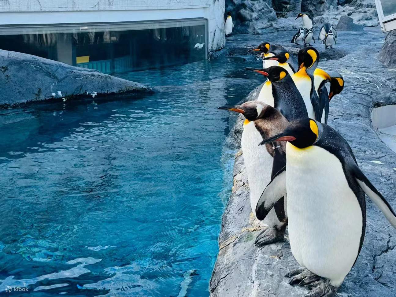 Lawatan Hari Daftar Masuk Klasik Hokkaido｜Zoo Asahikawa & Pokok KenMary ...