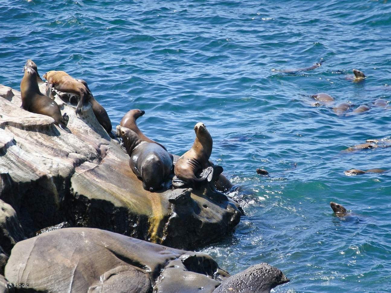 Uncover the Magic of Coastal Adventures in San Diego - Klook Singapore