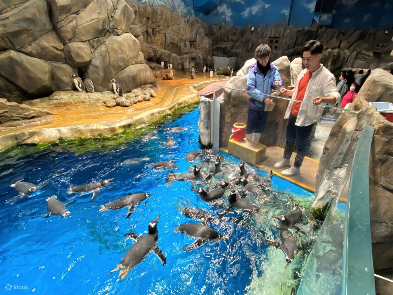 【Monkey Tree Exclusive】Ocean Park Conservation Camp - Klook Hong Kong