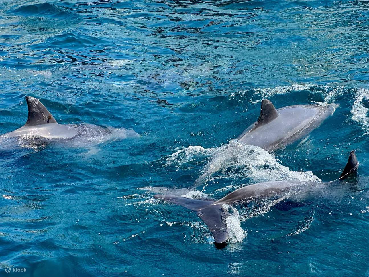 Kyushu Dolphin Watching Day Tour｜Let's go to Amakusa to watch dolphins ...