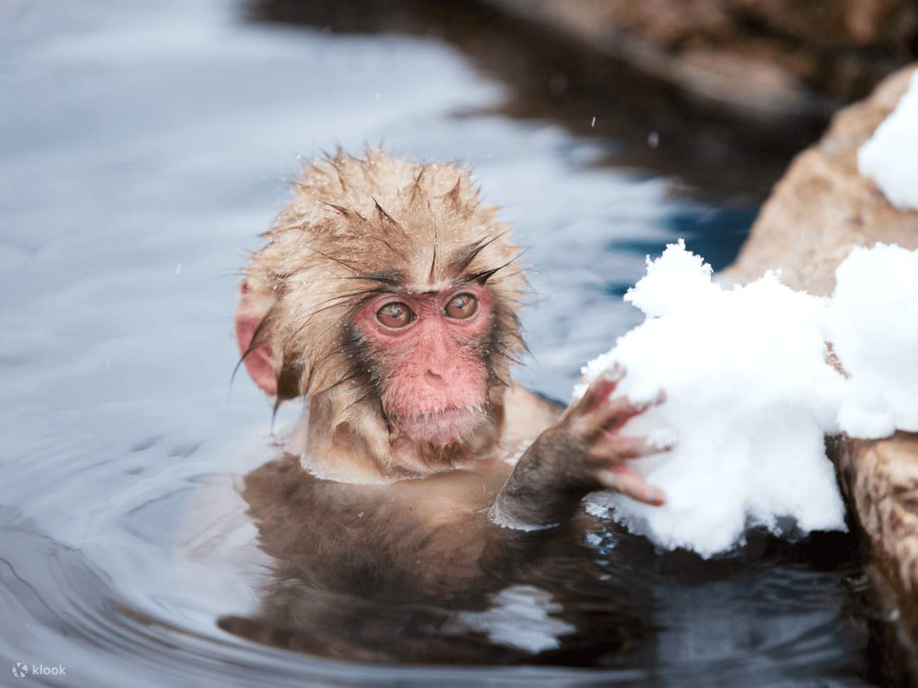 April Only: Snow Monkeys, Togakushi or Kamikochi & Nagano Sakura ...