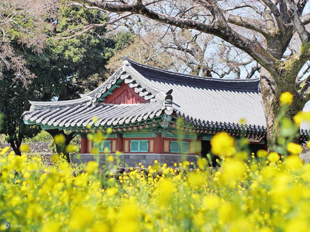 Lawatan Bunga Canola Jeju 2025 Dengan Tempat UNESCO, Pengambilan Hotel ...