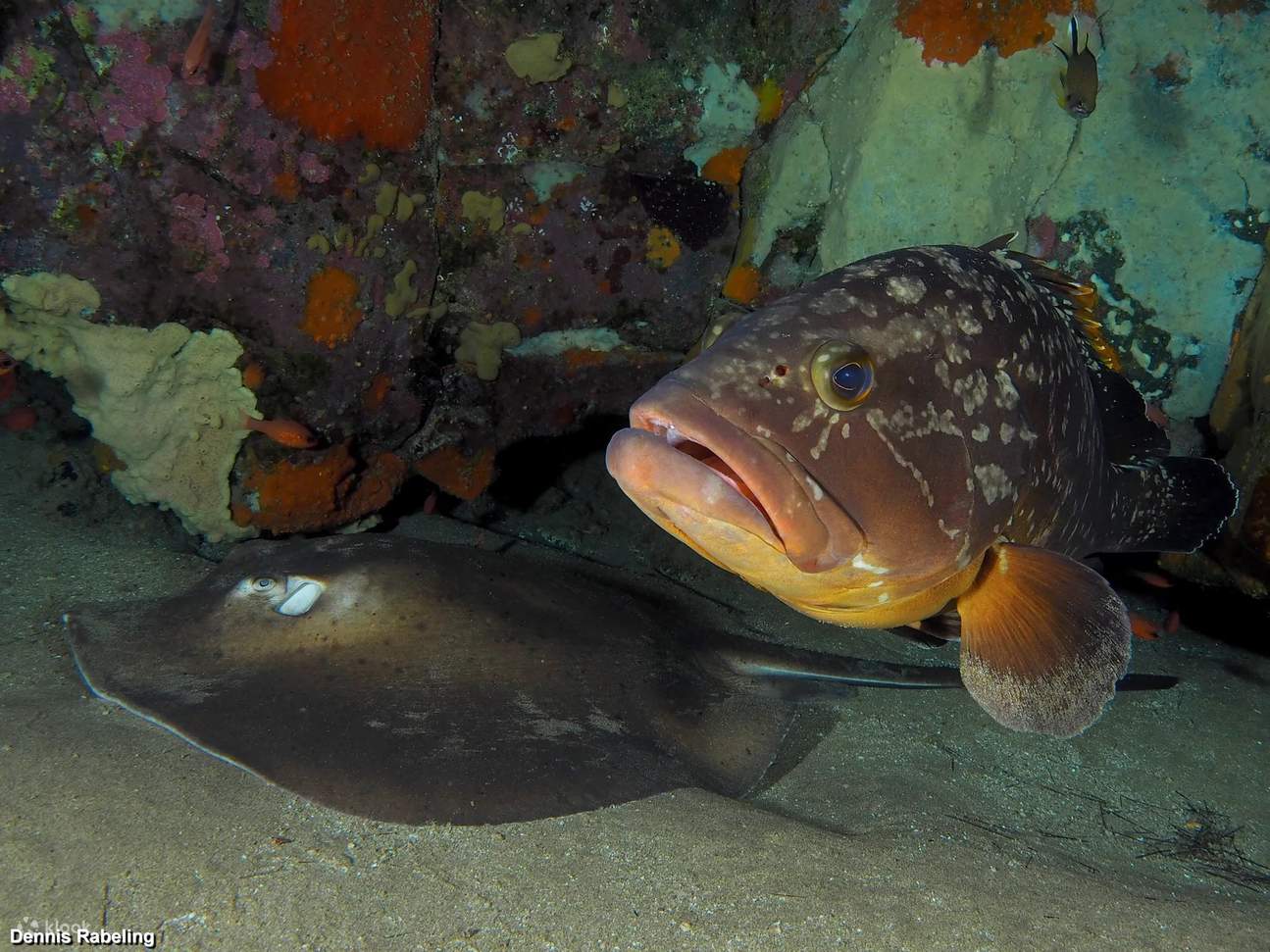 PADI Advanced Open Water Diver alle Isole Canarie con PADI 5 Star Dive ...