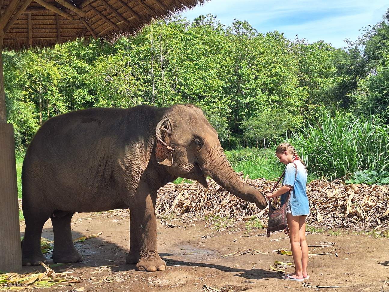 Living Green Elephant Sanctuary Chiang Mai - Klook Philippines