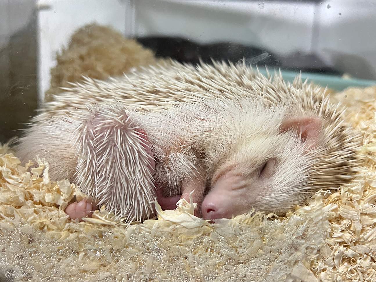 深圳WOWO窝窝萌宠乐园 (宝安大仟里店) - Klook客路