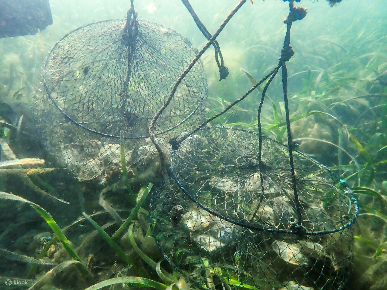 Broken Bay Pearl Farm Ultimate Experience - Klook