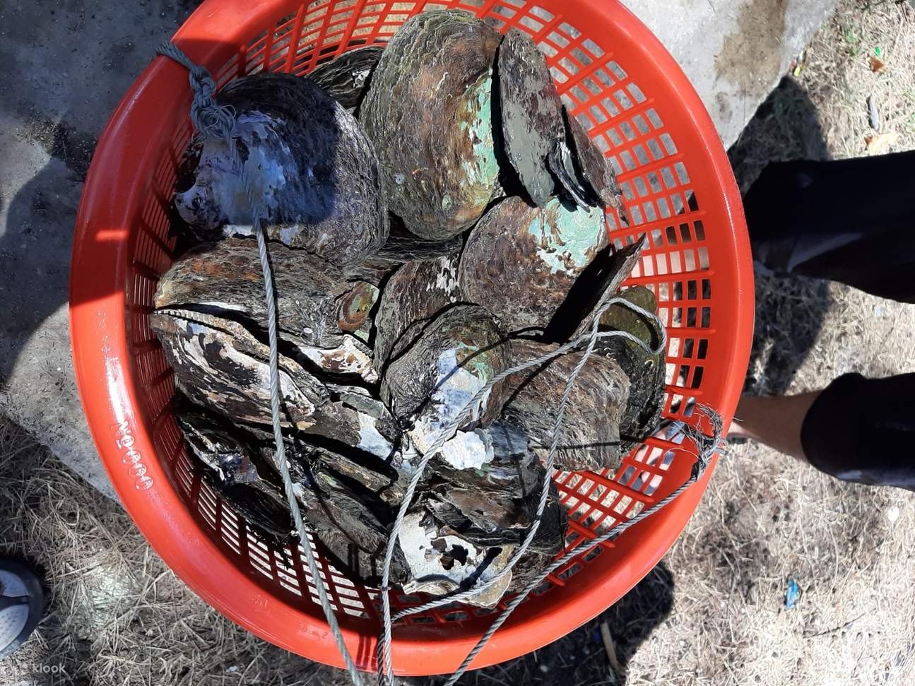 Beting Lintang Mussels Picking in Terengganu - Klook