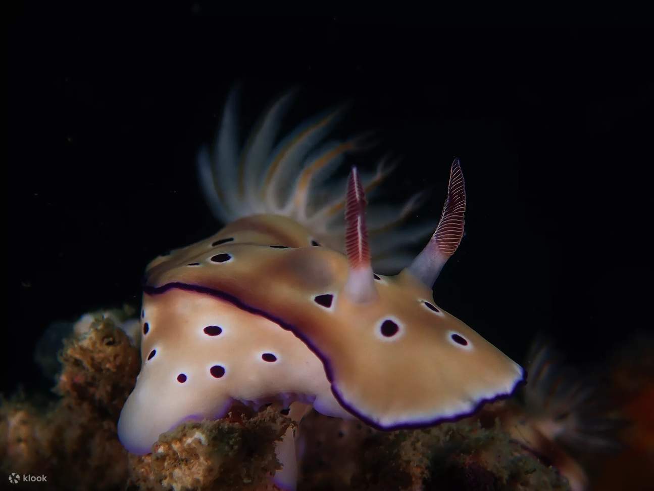 Dive into Adventure: PADI Advanced Open Water Dive in Tioman with PADI ...