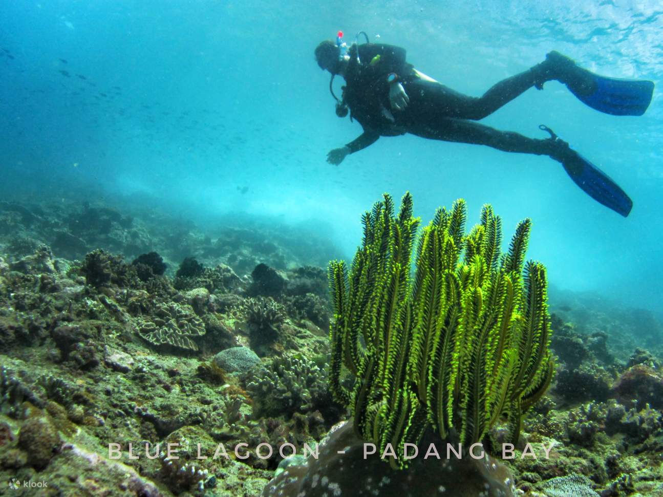 Explore Underwater Wonders with 2 Dives in Padang Bai, Bali's Premier ...