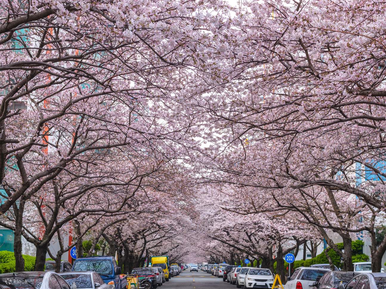 Busan City Cherry Blossom Tour with Top Attractions - Klook Singapore