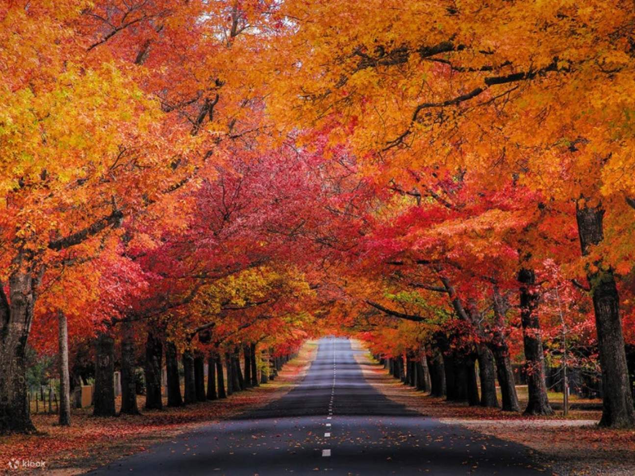 Mount Macedon One-Day Autumn Tour (Chinese Guide) - Klook United States