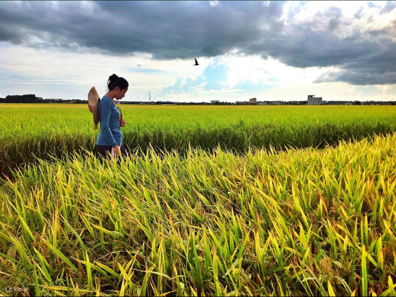Sky Mirror & Sekinchan Paddy Field Tour from Kuala Lumpur, Malaysia ...
