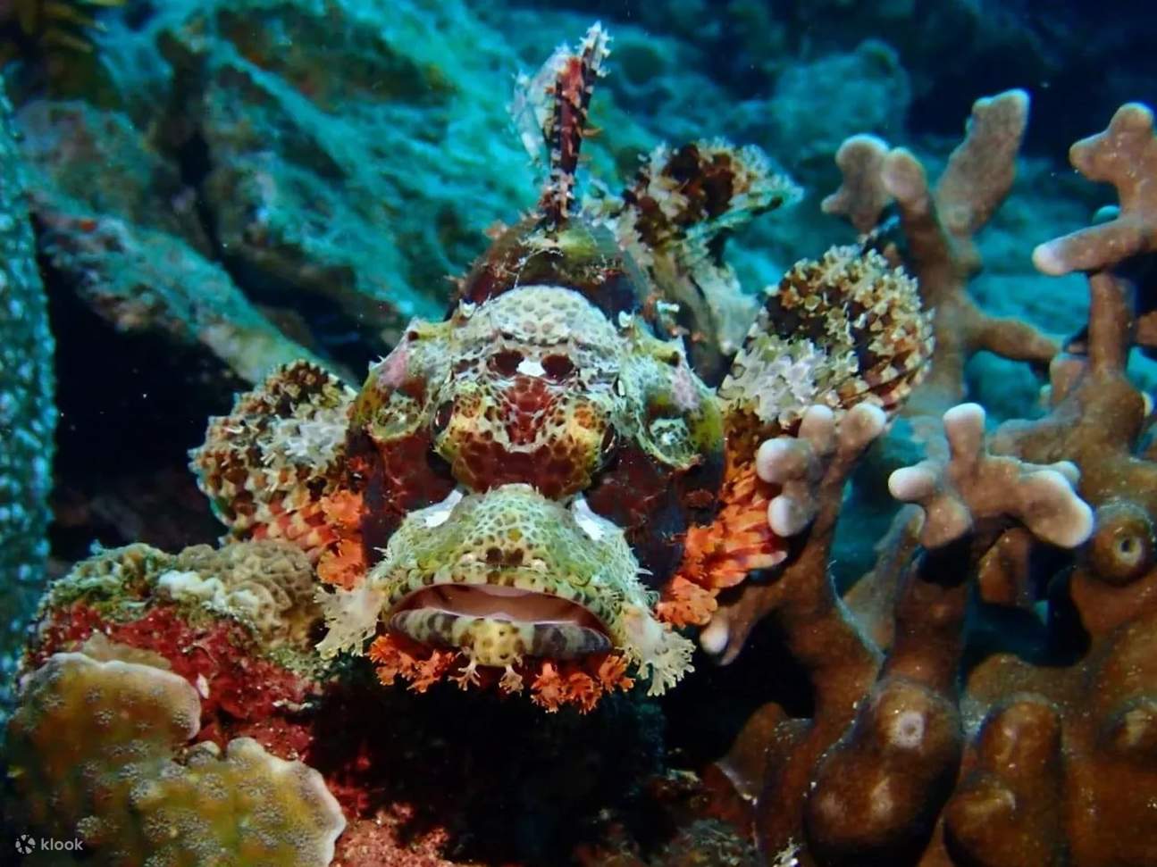 Exciting 1 Night Dive in Moalboal, Cebu with PADI 5 Star Dive Center ...