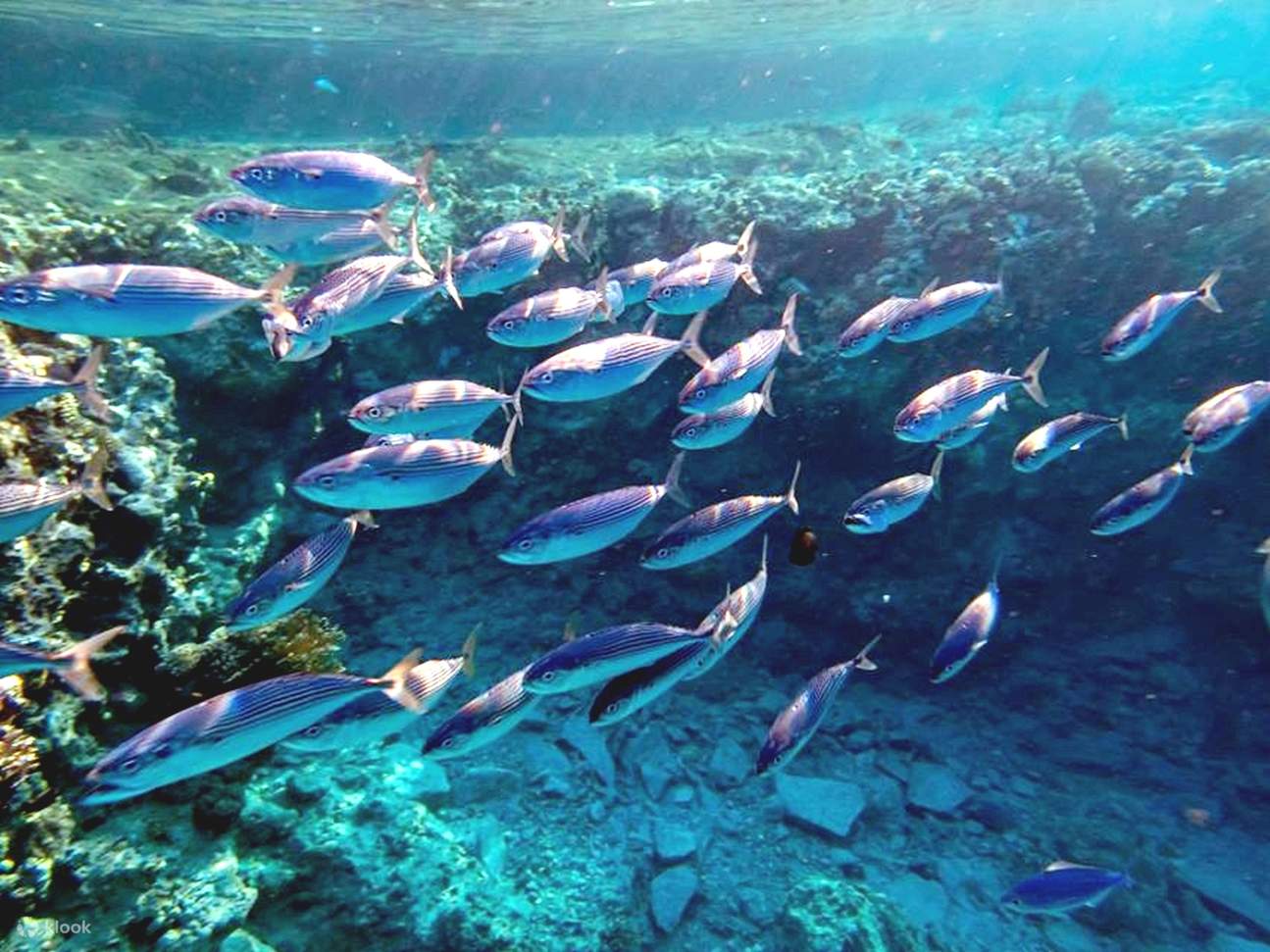 Explore Marsa Mubarak: Snorkel with Sea Cows and Turtles in Marsa Alam ...