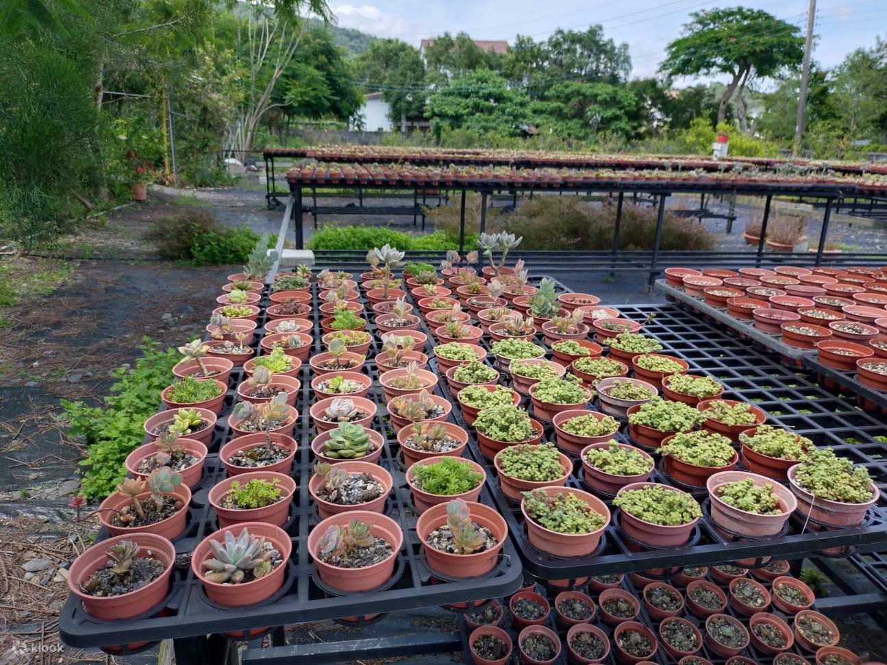 Yilan: DIY succulent plant potting experience - Klook
