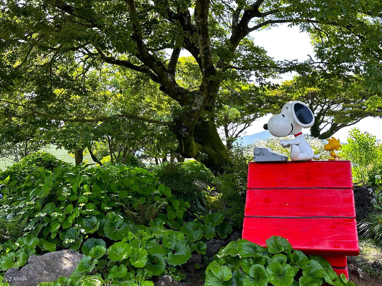 Jeju BTS & K-Drama Small Group Tour with Hotel Pick-up - Klook United ...