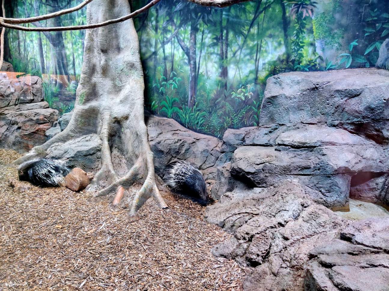 RainForest Adventures Discovery Zoo Admission - Klook