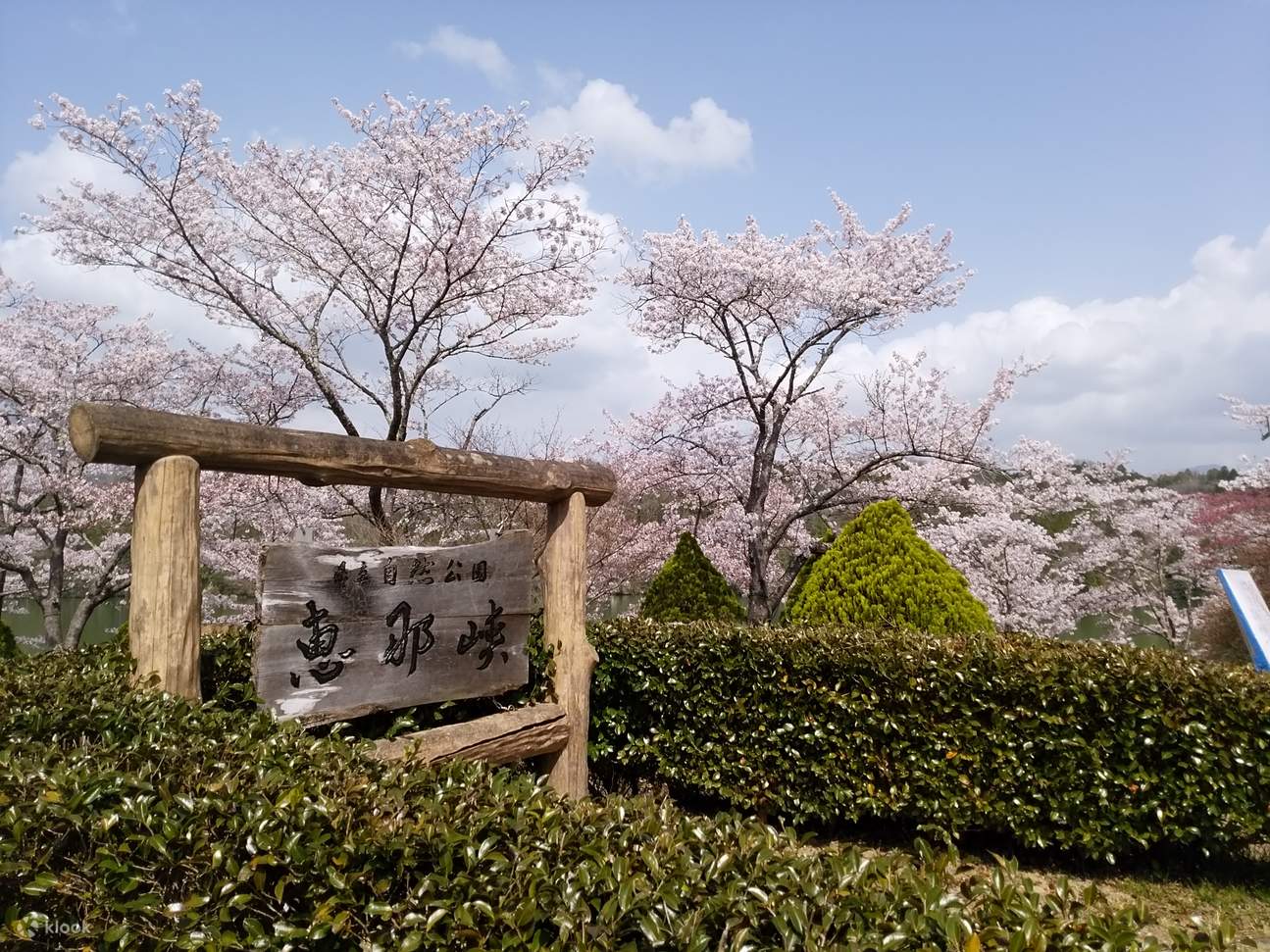 Takato Castle Park and Ena Gorge Cherry Blossom Viewing Day Bus Tour (Depart from Nagoya) - Klook