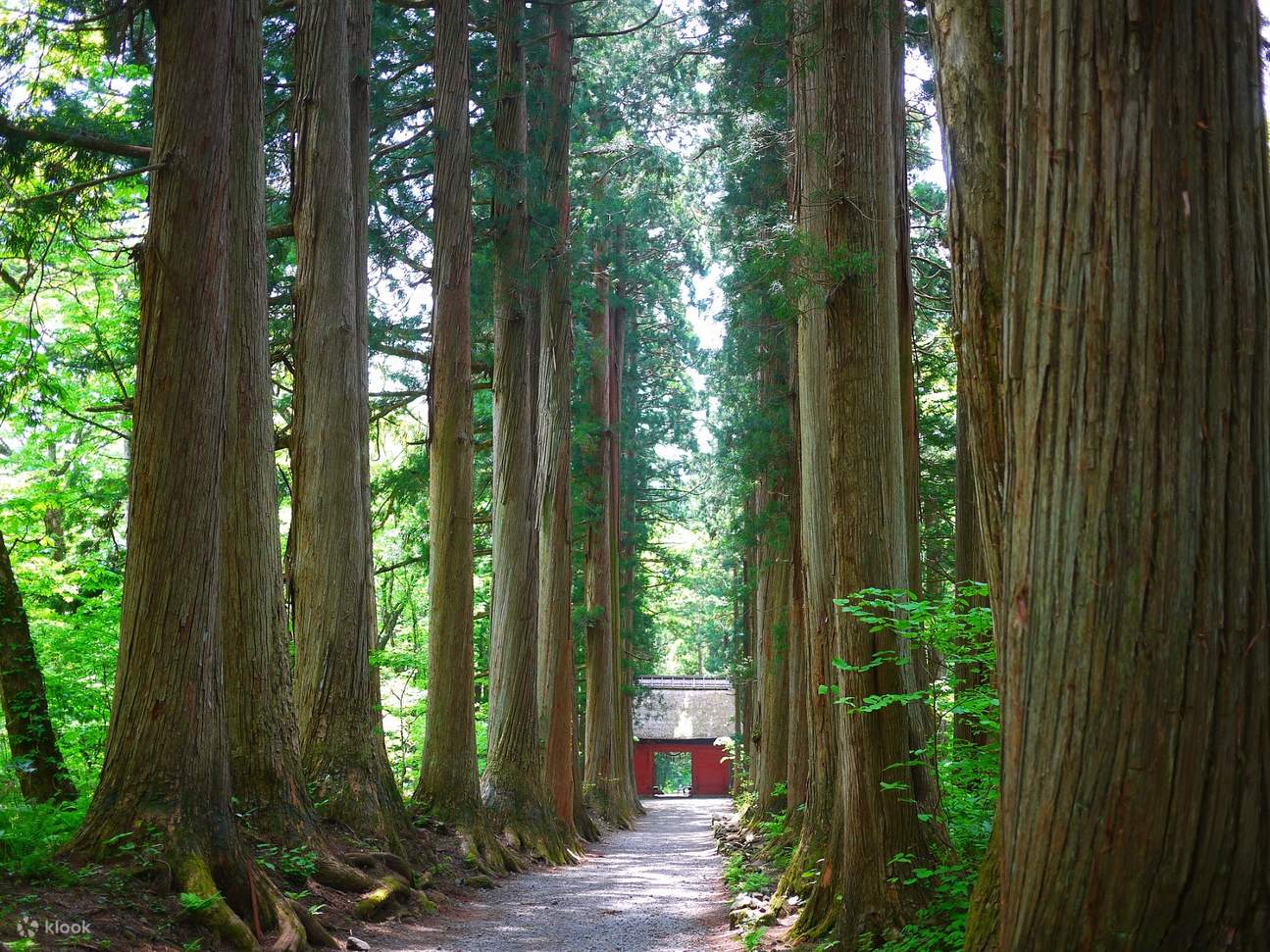 Tur 2 Hari ke Festival Kembang Api Nagaoka, Taman Lavender Tamara ...