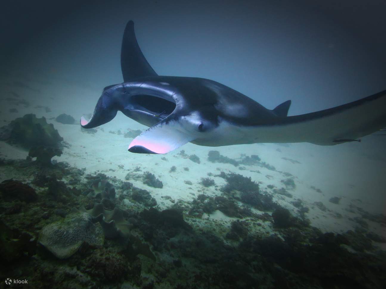 Experience Unforgettable Try Diving in Sanur with PADI 5 Star CDC - Klook