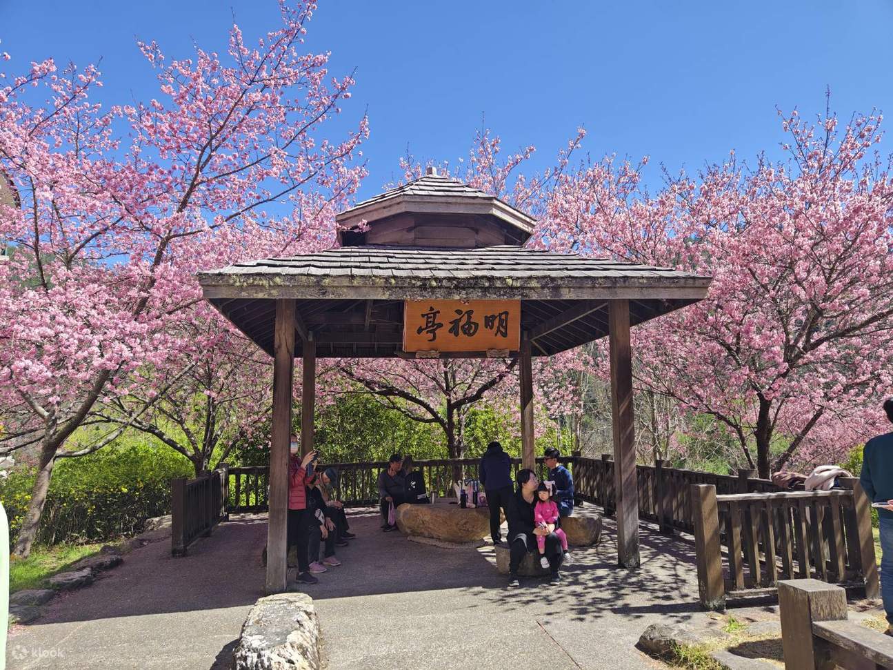 Wuling Farm Cherry Blossom Season One-Day Tour (Departing from Taichung ...