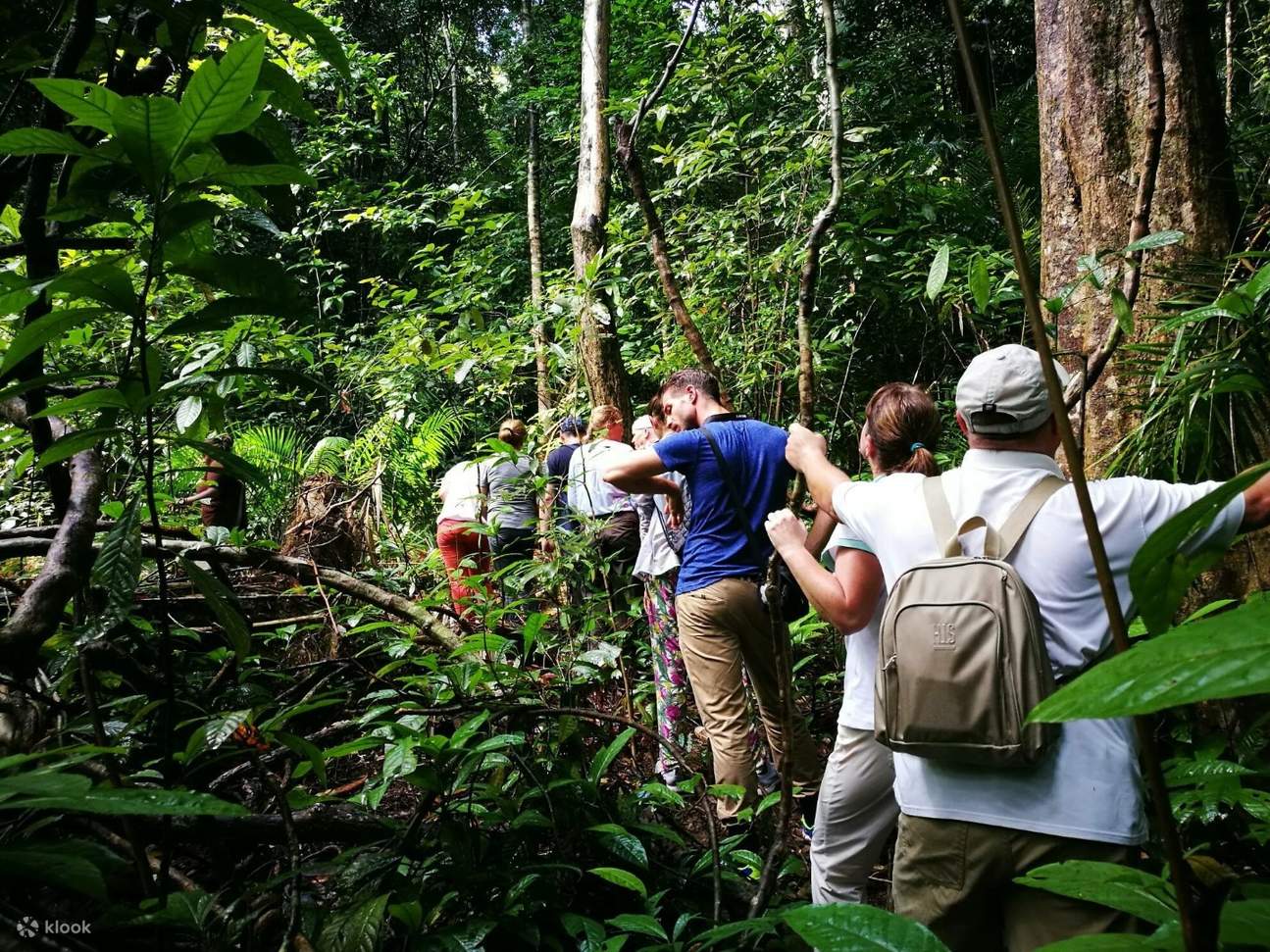 Caminata matutina por la selva tropical en Langkawi, Malasia - Klook ...