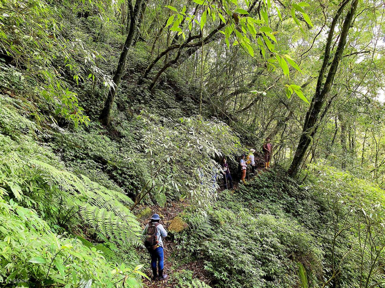 Chiayi: Alishan Tefuye Noyoca Giant Tree Group Ecological Experience ...