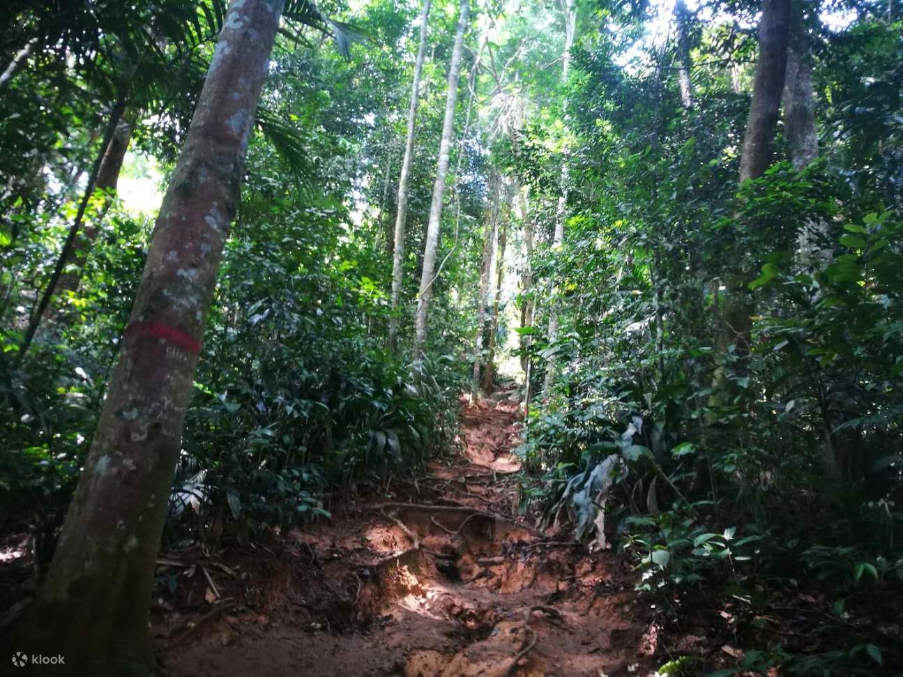 Gaya Island Hiking Experience with Lunch on Sapi Island, Malaysia ...
