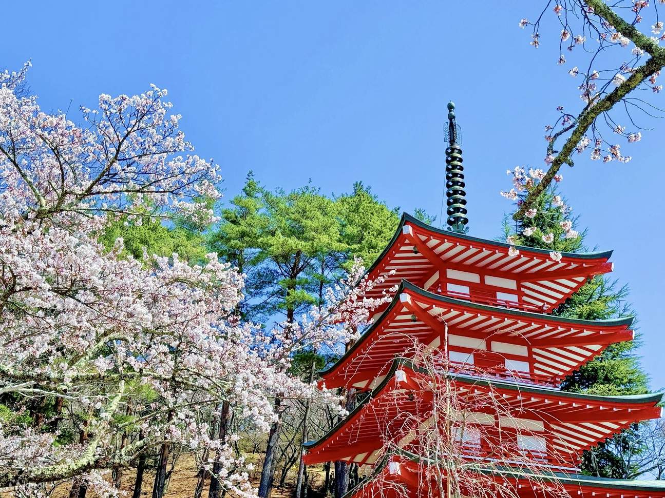 One-day tour of Mount Fuji with beautiful views and photos｜Feeding ...