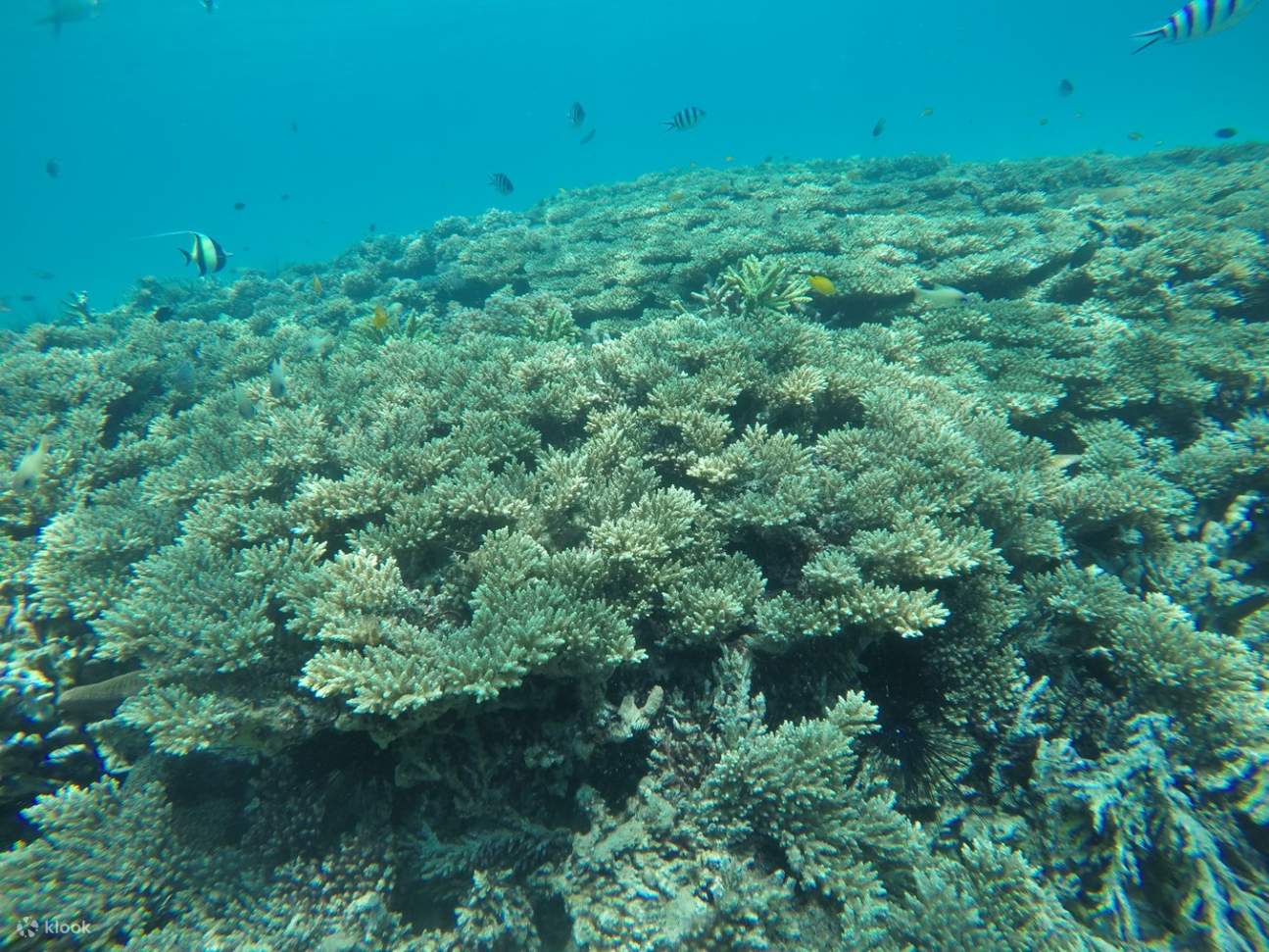 Survivor Island (Pulau Tiga) Day Tour, Sabah, Malaysia - Klook Singapore