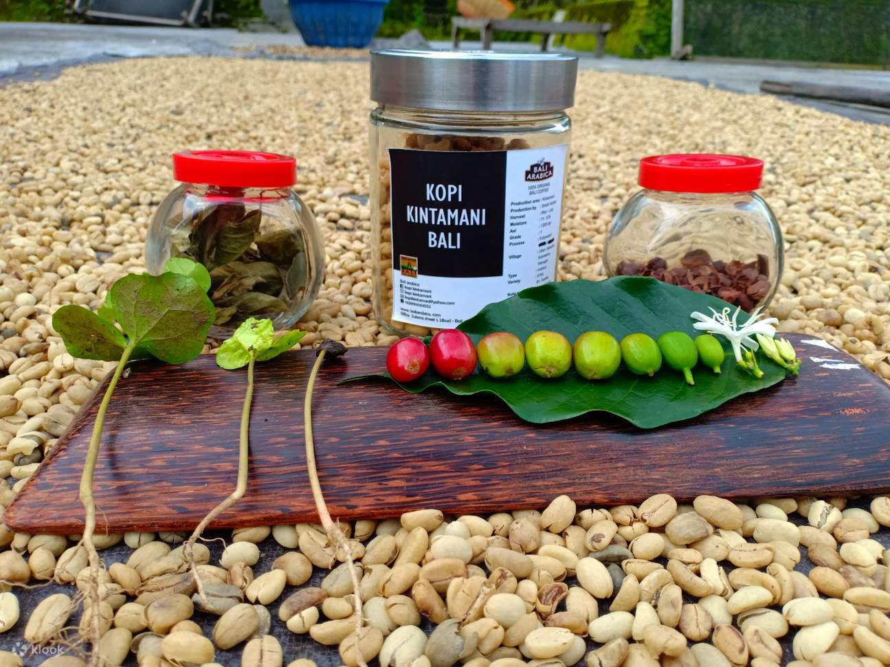 Coffee Plantation Visit with Luwak Coffee Tasting Experience in Bali ...