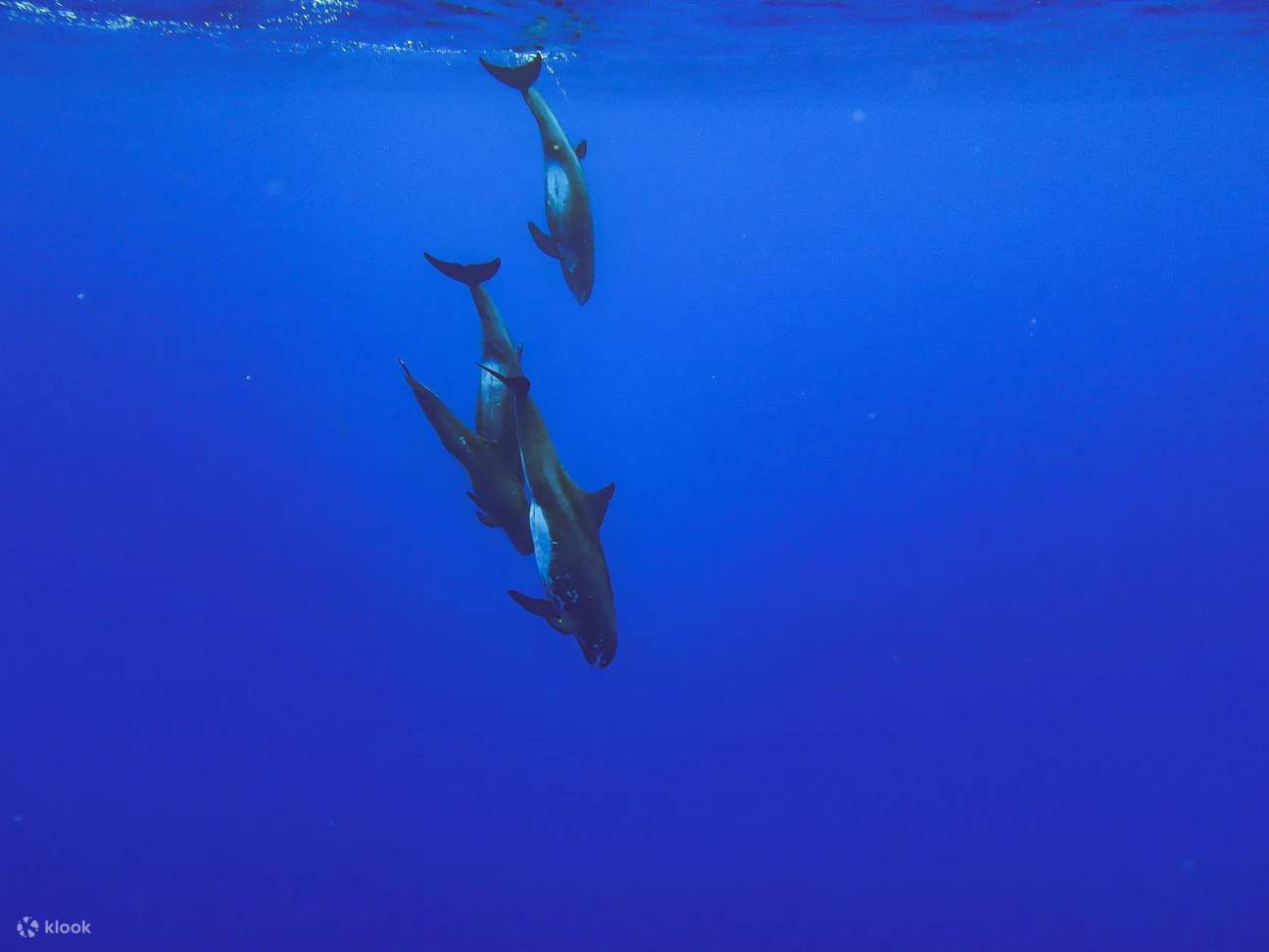 Captain Zodiac Raft and Snorkel Experience in Kealakekua Bay - Klook ...