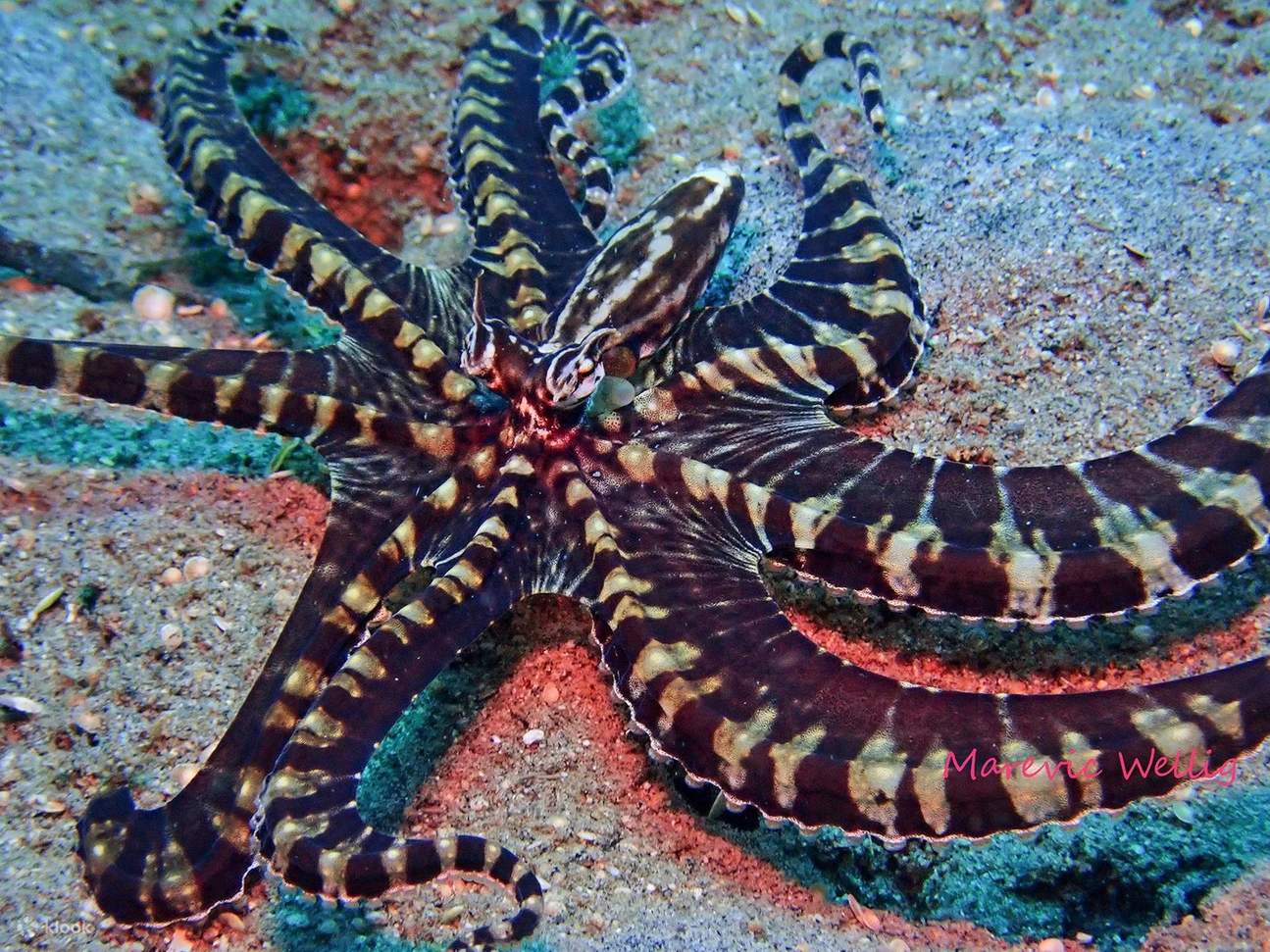 Discover Underwater Paradise: Full-Day Dive Trip to Apo Island with a ...