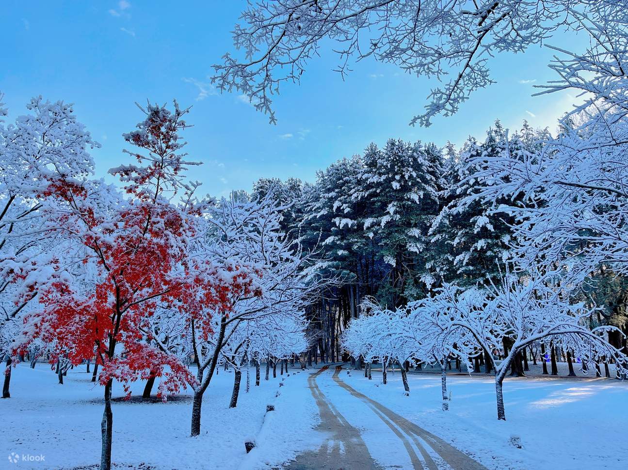 Nami Island & Vivaldi Ski One Day Tour - Klook New Zealand