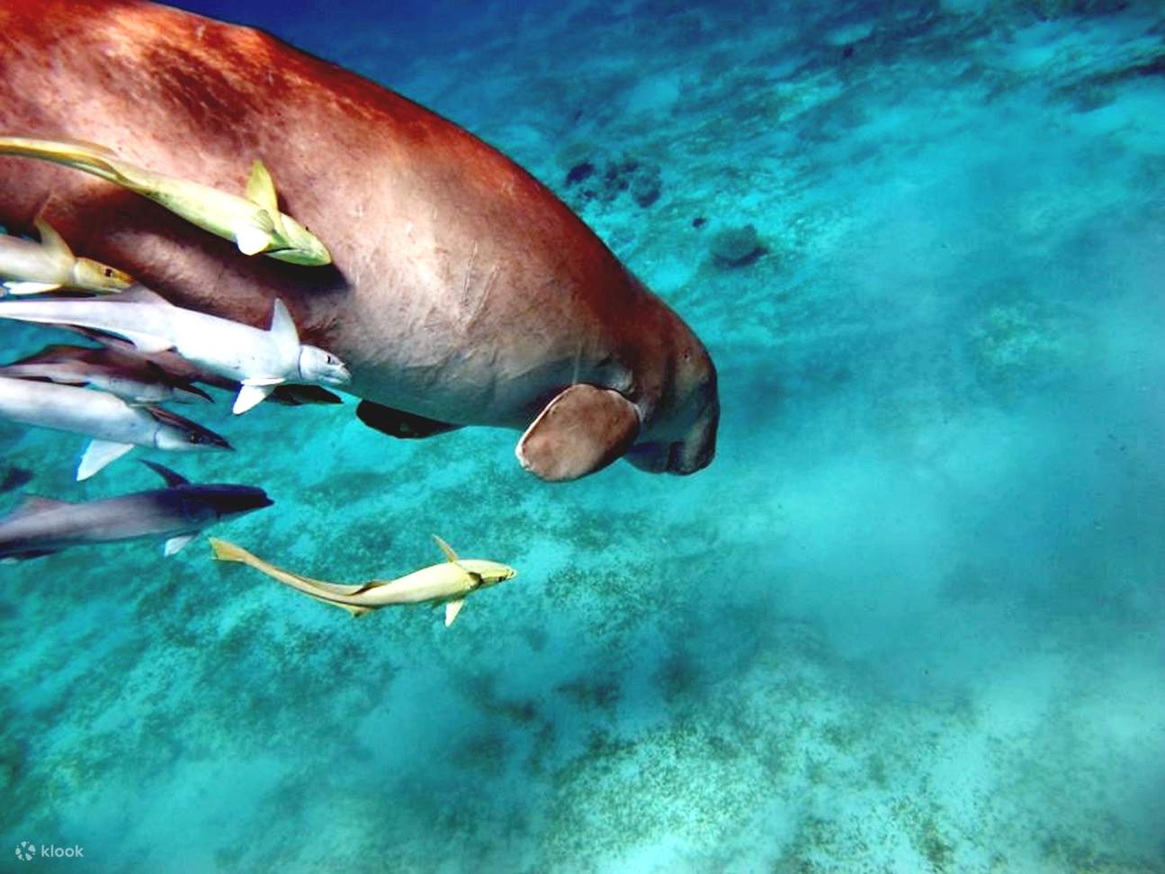 Explore Marsa Mubarak: Snorkel with Sea Cows and Turtles in Marsa Alam ...