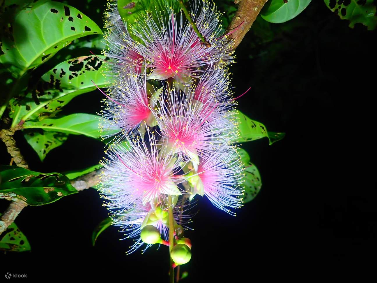 Barringtonia viewing tour (Iriomote Island, Okinawa) - Klook Canada