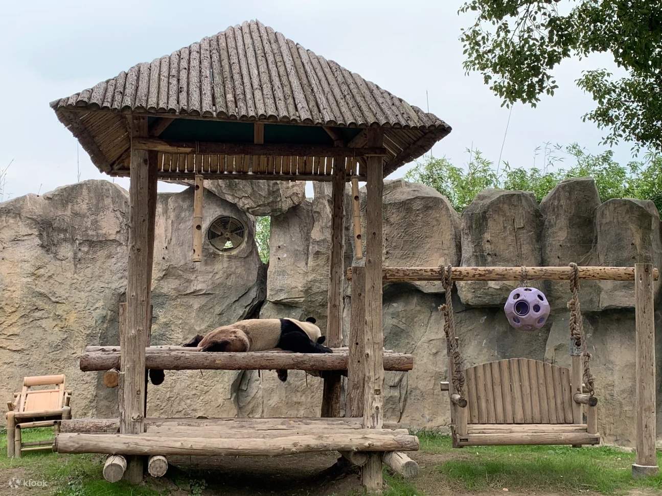 Lawatan sehari ke Shanghai Wild Animal Park (pesta haiwan + landskap ...