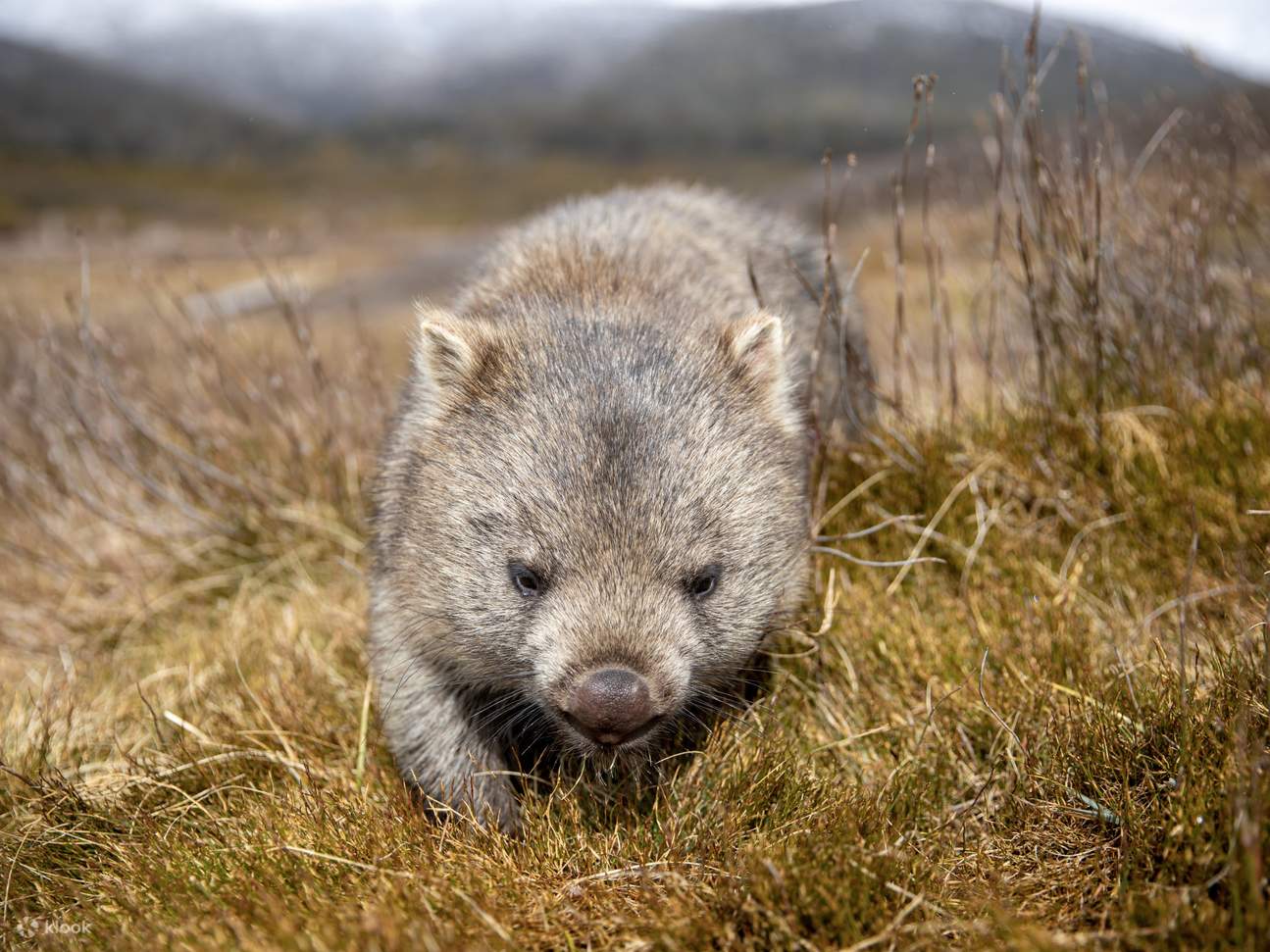 4 Day Wild Tasmania Walking Tour - Klook