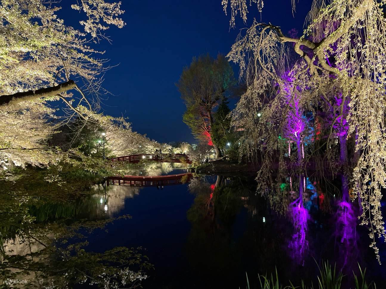 Snow Monkey & Cherry Blossom Illumination Bus Tour (Niigata/Nagano ...