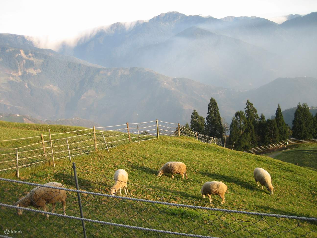 Qingjing & Hehuan Mountain 2-Day Tour from Taipei - Klook United States